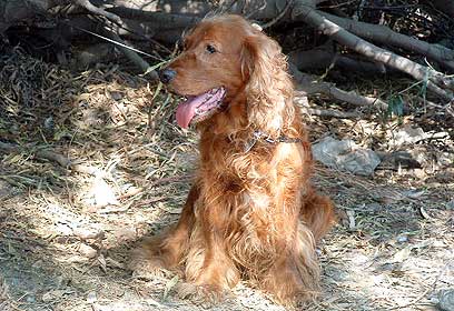 תמונות| קוקר ספניאל [ אנגלי + אמריקאים ] - FXP