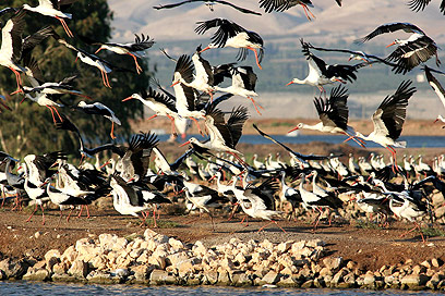 Birds of a feather flock together over Israel | Anne's Opinions