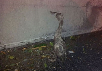 Why didn’t the chicken duck cross the road? | Anne's Opinions