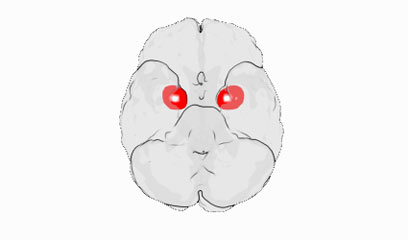 מדענים: מצאנו את מרכז האומץ במוח