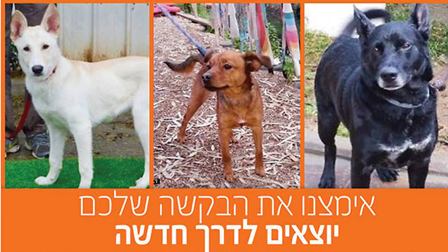 בזכות הצרכנות הנבונה: השנה של yad2