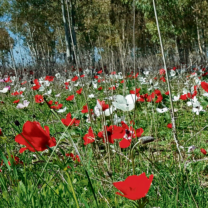 מחאת בלפוריה
