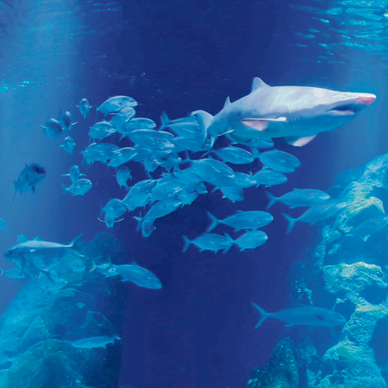 כריש הזיכרון