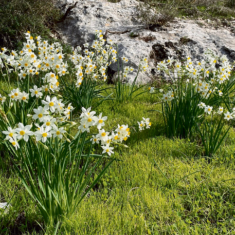 טיול: נרקיסים ביער שוהם